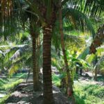 Highlights of Ratchaburi & Samut Songkhram provinces - Final Thoughts: Is This Tour Right for You?
