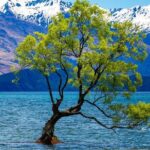 Highlights of Wanaka Scenic Shuttle Tour from Queenstown - The Sum Up