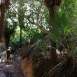 Hiking to Desert Palm Oases of San Carlos with a Biologist - An In-Depth Look at the Itinerary