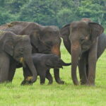 Hikkaduwa/ Galle/ Mirissa : With Udawalawe safari - Day trip - Key Points