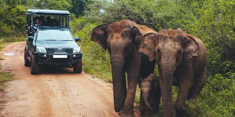 Hikkaduwa/Galle/Unawatuna/Mirissa: Udawalawa Safari - The Detailed Breakdown of Your Day