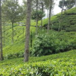 Hikkaduwa/Galle/Weligama/Mirissa: Day Trip to Ella Highlands - Why This Tour Works Well
