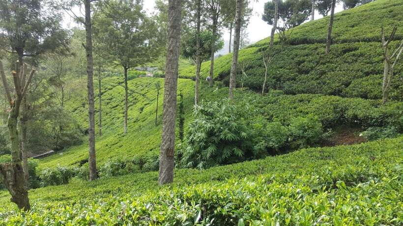 Hikkaduwa/Galle/Weligama/Mirissa: Day Trip to Ella Highlands - Why This Tour Works Well