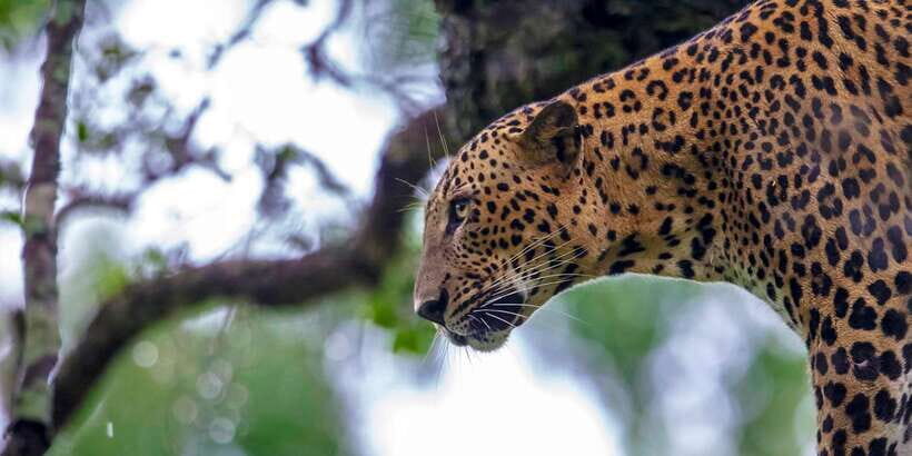 Hikkaduwa/Galle/Weligama/Mirissa/Tangalle: Yala Safari Tour - The Itinerary and What to Expect