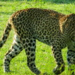 Hikkaduwa: Yala National Park Safari with Hotel Pickup - The Full Experience: What to Expect and How It Adds Up