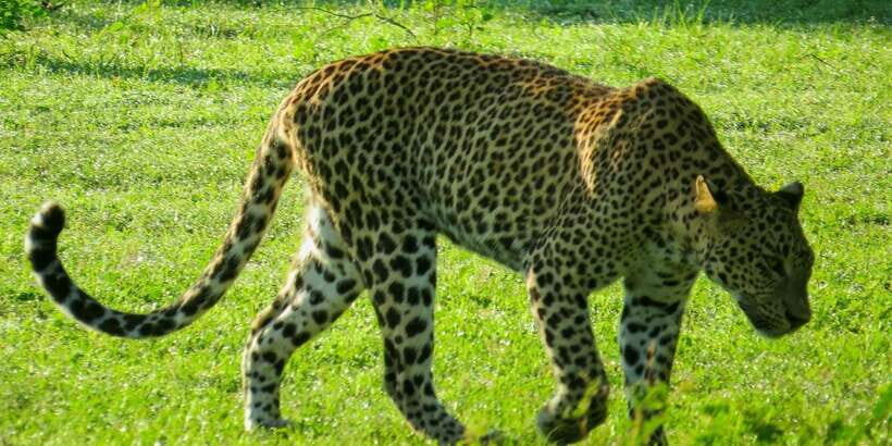 Hikkaduwa: Yala National Park Safari with Hotel Pickup - The Full Experience: What to Expect and How It Adds Up
