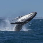 Hillarys Boat Harbour 2-Hour Whale Watching Cruise - 09:00am - Why This Tour Offers Good Value