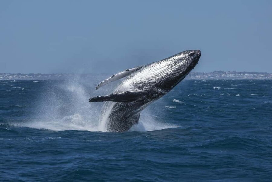 Hillarys Boat Harbour 2-Hour Whale Watching Cruise - 09:00am - Why This Tour Offers Good Value