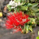 Hilo and Volcano National Park Tour for Cruise Passengers at port - The Experience: What Stands Out?