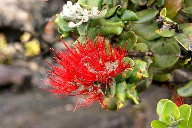 Hilo and Volcano National Park Tour for Cruise Passengers at port - The Experience: What Stands Out?