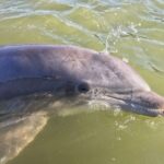 Hilton Head Island: Daytime Dolphin Watching Boat Tour - The Sum Up