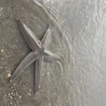 Hilton Head Island: Disappearing Island and Dolphin Tour - Value and Practicalities