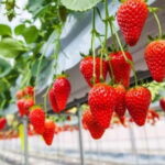 Himeji: Rural Cultural Tour with Strawberry Picking - Visit a Historic Sake Brewery