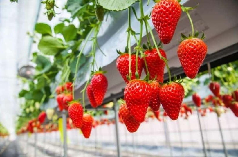 Himeji: Rural Cultural Tour with Strawberry Picking - Visit a Historic Sake Brewery