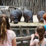 Hippo Experience at Werribee Open Range Zoo - excl. entry - Key Points