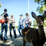 Hiroshima and Miyajima A Walk Through of History and Peace - Hiroshima’s Heart: The Peace Memorial Park and Museum