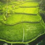 Historical trip to "CemeteryTrunyan village, Batur Volcano view & Rice terrace - What Makes This Tour Stand Out