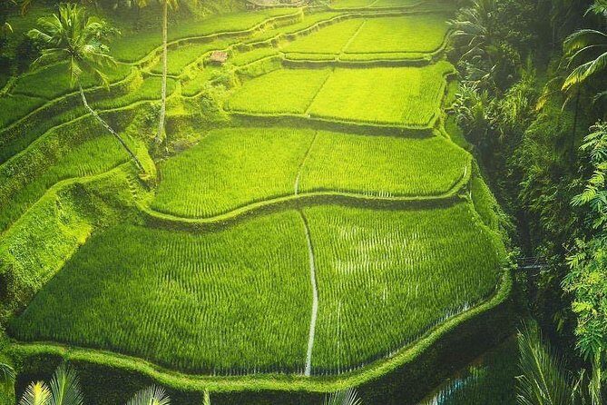 Historical trip to "CemeteryTrunyan village, Batur Volcano view & Rice terrace - What Makes This Tour Stand Out