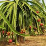 Ho Coc Beach, Nature Reserve & Dragon Fruit Farm Day Tour - What Makes This Tour Stand Out?