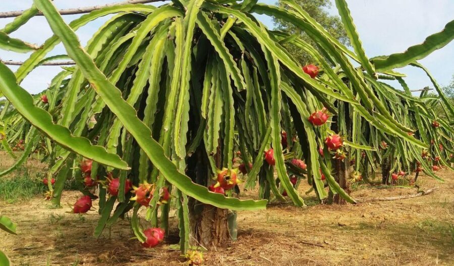 Ho Coc Beach, Nature Reserve & Dragon Fruit Farm Day Tour - What Makes This Tour Stand Out?