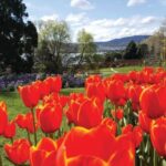 Hobart City Sightseeing Tour including MONA Ticket - FAQs