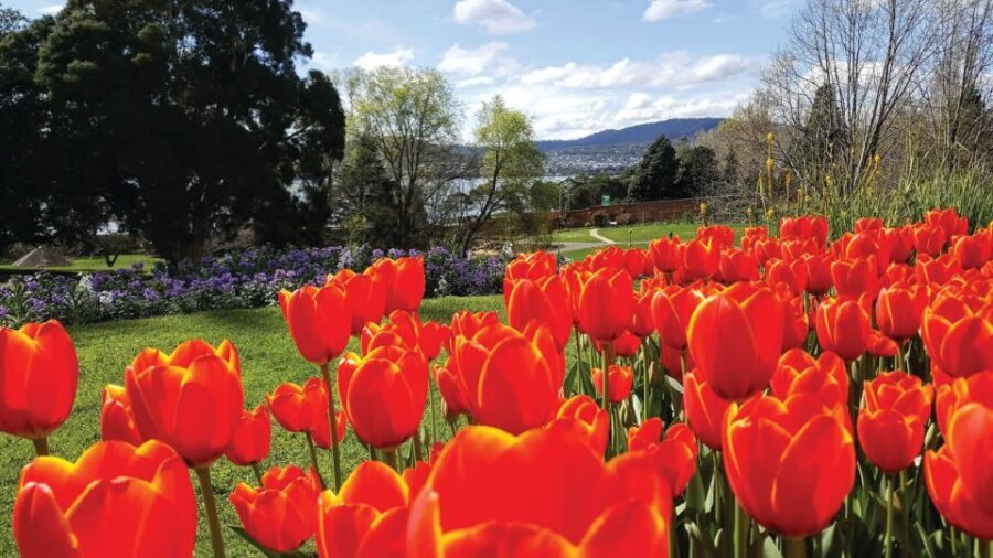 Hobart City Sightseeing Tour including MONA Ticket - FAQs