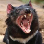 Hobart: Full-Day Bonorong Wildlife Sanctuary & Richmond Tour - Authenticity & Honest Feedback