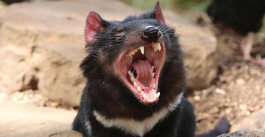 Hobart: Full-Day Bonorong Wildlife Sanctuary & Richmond Tour - Authenticity & Honest Feedback