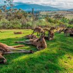 Hobart Highlights Day Tour - What You’ll Experience on This Tour