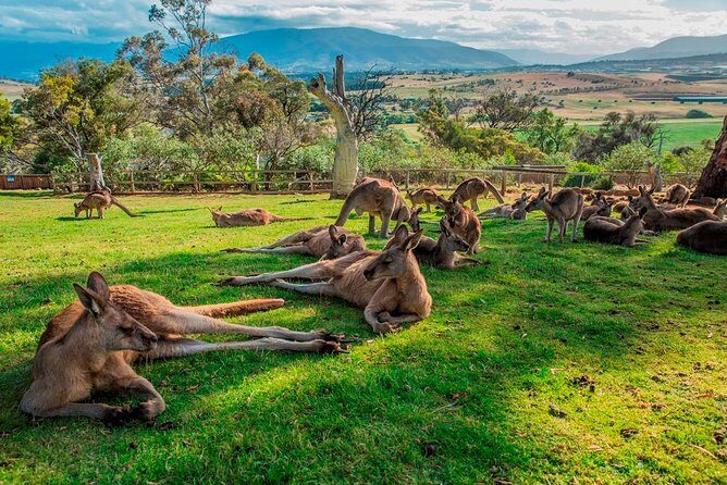 Hobart Highlights Day Tour - What You’ll Experience on This Tour