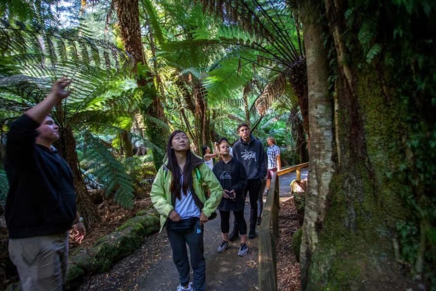 Hobart: Mt Field National Park & Wildlife Shore Excursion - The Tall Trees Trail: A Towering Display of Nature