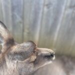 Hobart Signature Shore Excursion Small Group - Practical Details and Insights