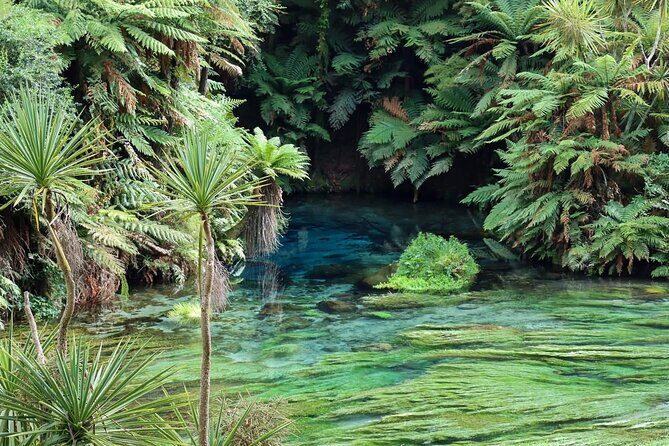 Hobbiton Movie Set & Blue Springs: Private Tour from Auckland - Why This Tour Offers Great Value