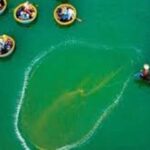 Hoi An: Basket Boat Ride in the Coconut Forest - The Real Value of This Tour