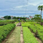 Hoi An: Trà Qu Village Cafe Tour with Local Guided - An In-Depth Look at the Trà Qu Village Cafe Tour