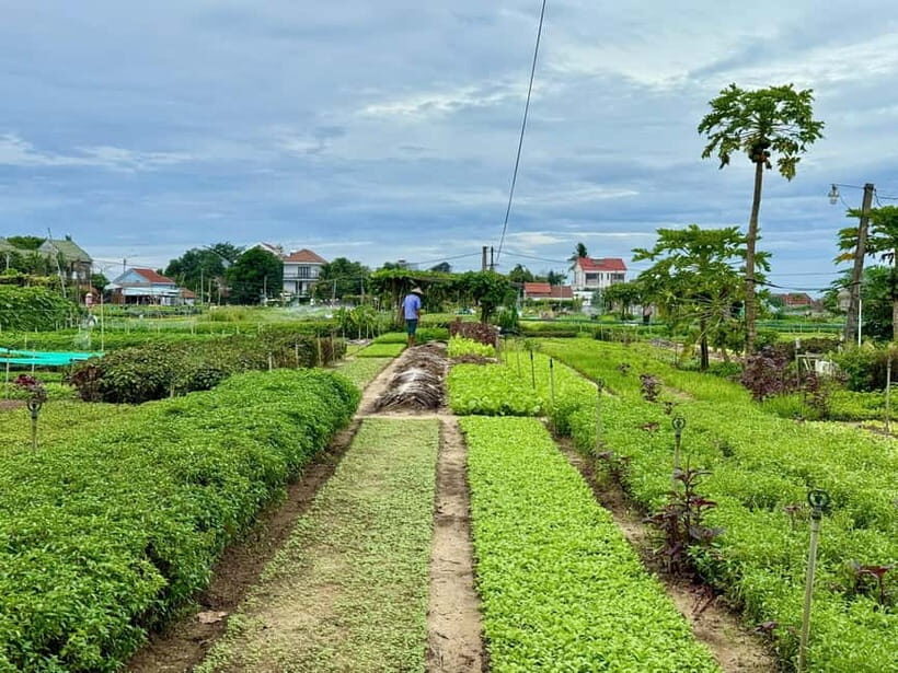 Hoi An: Trà Qu Village Cafe Tour with Local Guided - An In-Depth Look at the Trà Qu Village Cafe Tour