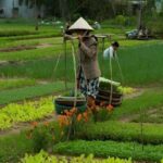 HOIAN: LANTERN MAKINGFARMER AT TRA QUE SMALL GROUP - The Art of Lantern Making