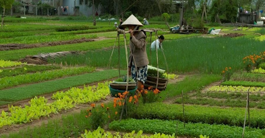 HOIAN: LANTERN MAKINGFARMER AT TRA QUE SMALL GROUP - The Art of Lantern Making