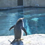 Hokkaido Asahiyama Zoo& Biei Blue pond Tour with Local Guide - What Real Travelers Say