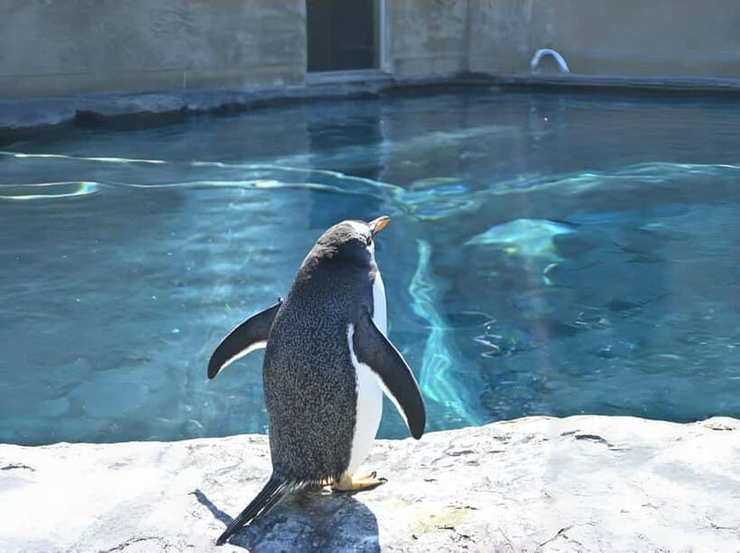 Hokkaido Asahiyama Zoo& Biei Blue pond Tour with Local Guide - What Real Travelers Say
