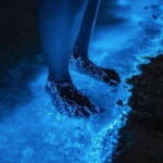 Holbox: Guided Bioluminescence Kayaking Tour - What’s Included and What to Expect