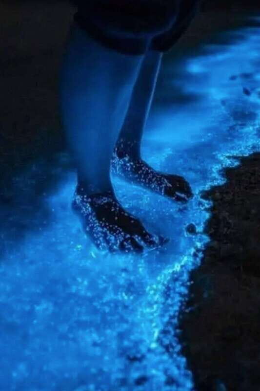 Holbox: Guided Bioluminescence Kayaking Tour - What’s Included and What to Expect
