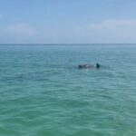 Holbox: Islas Pajaros, Yalahau & Isla de la Pasión with pick up - Who Will Love This Tour?