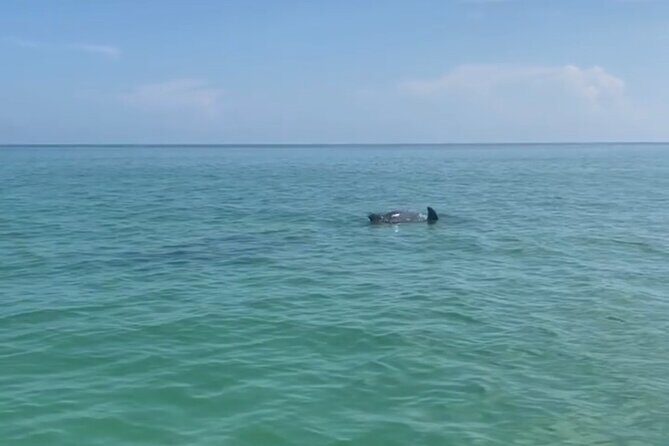 Holbox: Islas Pajaros, Yalahau & Isla de la Pasión with pick up - Who Will Love This Tour?