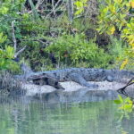 Holbox: Sunrise & Mangrove Kayak Tour - Transport, Timing, and Group Size