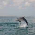 Holbox: Three Islands Tour - Exploring the Tour Itinerary: What’s Included and What You Can Expect