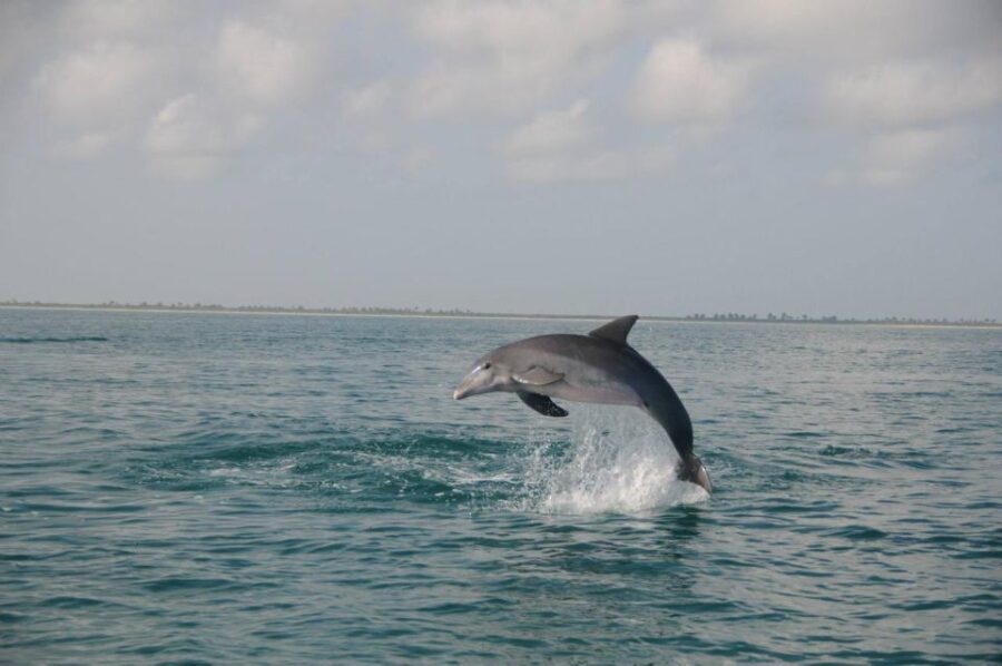 Holbox: Three Islands Tour - Exploring the Tour Itinerary: What’s Included and What You Can Expect