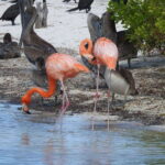 Holbox: Yalahau, Passion Island and Punta Mosquito Boat Tour - What to Expect and What Not to Miss
