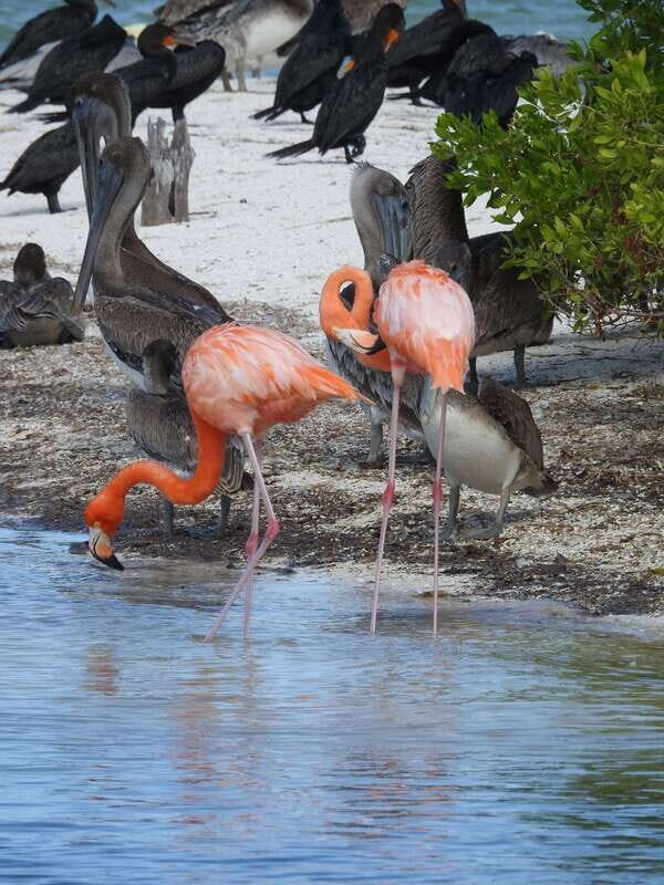 Holbox: Yalahau, Passion Island and Punta Mosquito Boat Tour - What to Expect and What Not to Miss