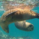 Holy Spirit Island Tour Sea Lions Snorkeling and Beach - Authentic Experiences and Honest Insights